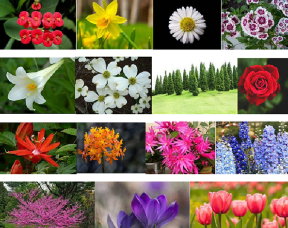Significance of Easter Blooms - Indian Catholic Matters
